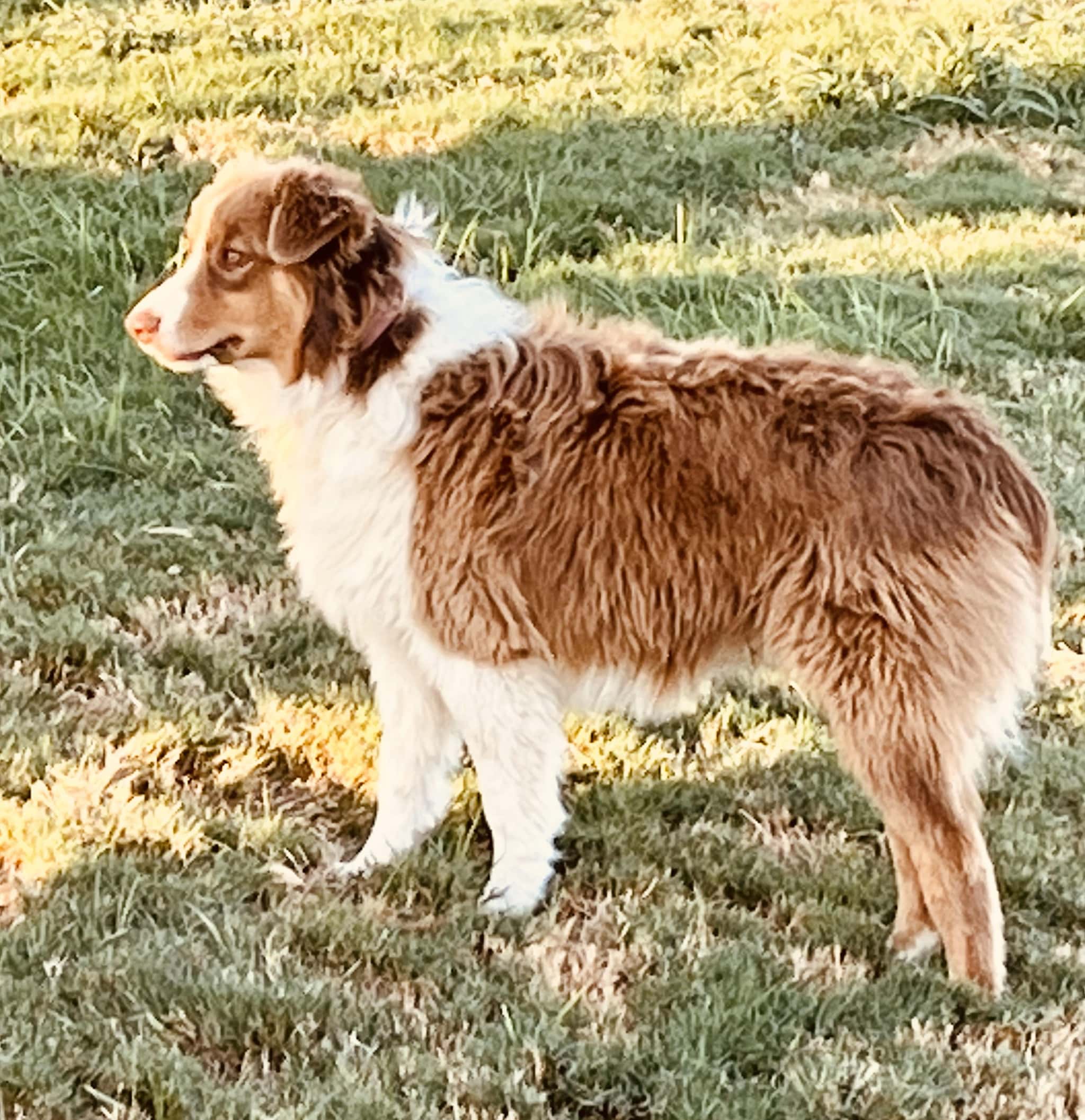 Purebred AKC registered Australian Shepherds in Texas
